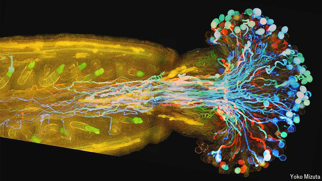 Alat kelamin betina pada bunga dapat mempercepat pembuahan ...