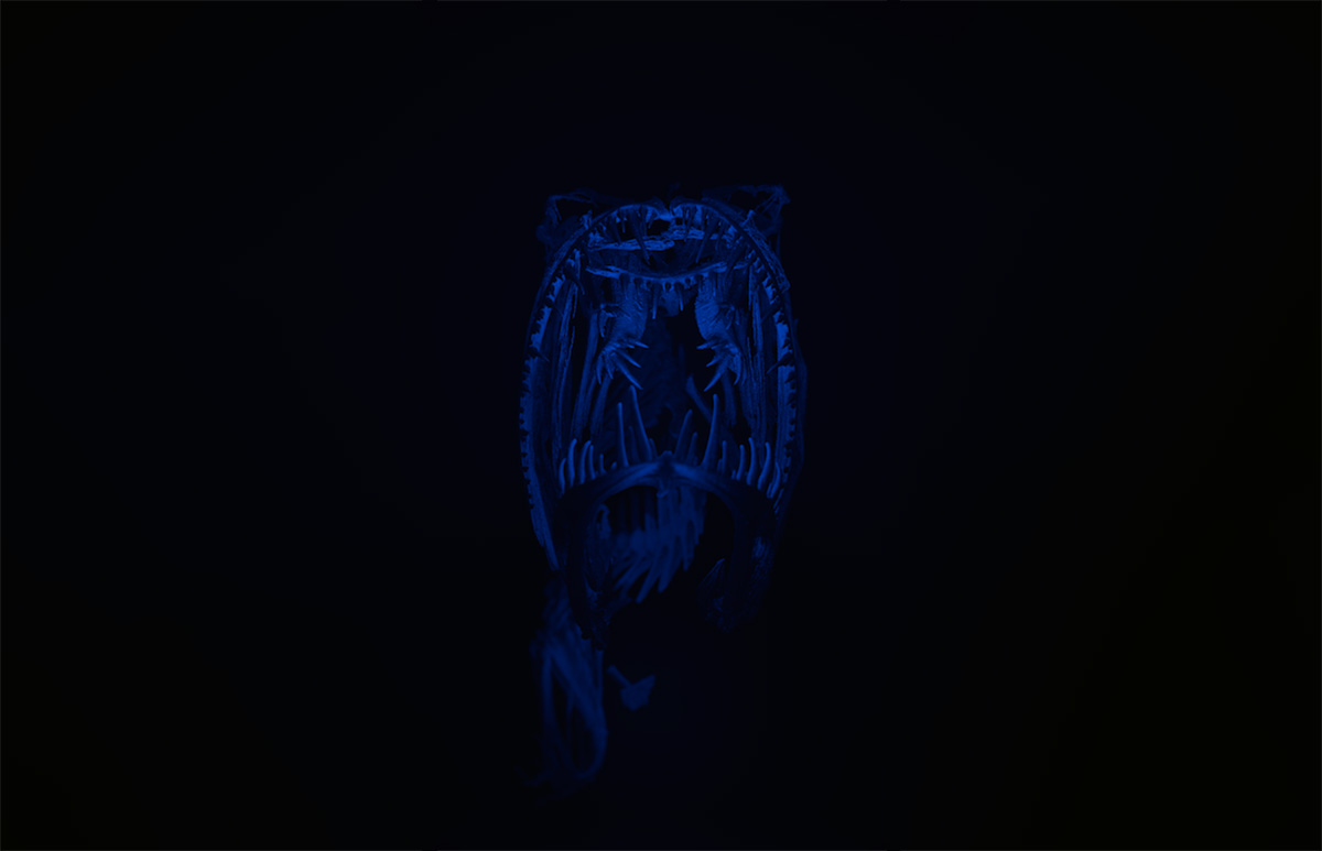 Ilmuwan Menemukan Rahasia Evolusi Aneh Anglerfish | Ensiklopedia Telkom ...