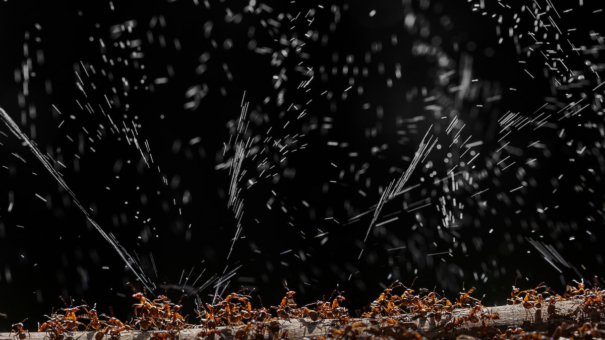 Mengapa semut kayu merah adalah pahlawan super yang kecil namun perkasa ...